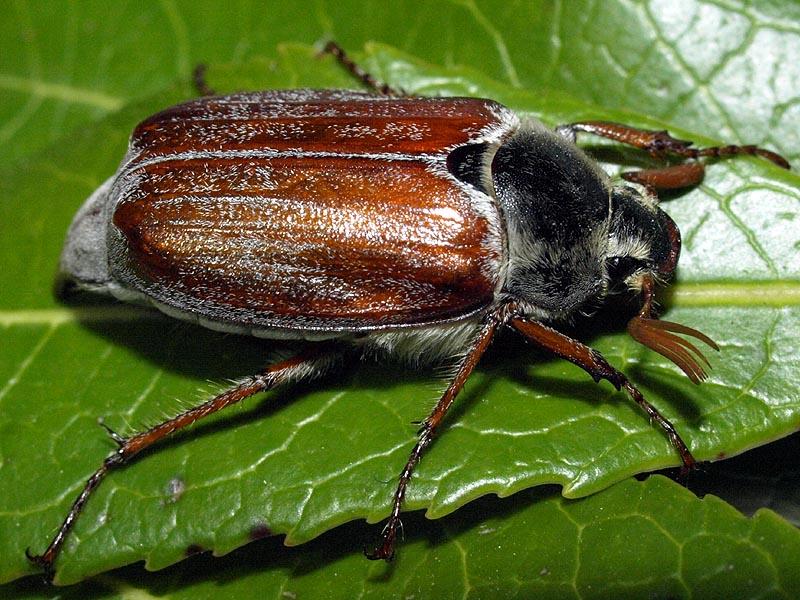 Majski gundelj - Melolontha sp. vocarstvo