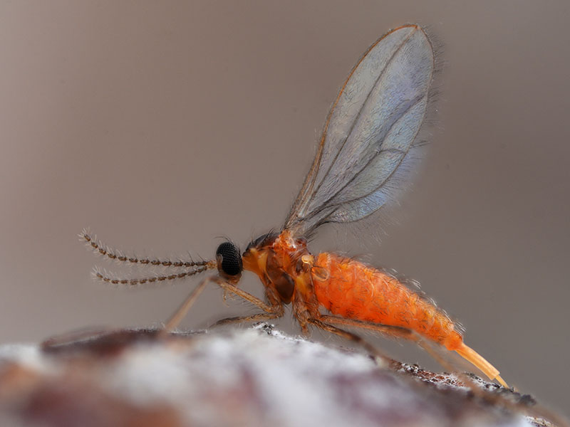 Lucerkina muva Galica – Contarinia medicaginis
