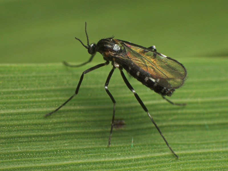 Malinina muva Galica – Lasioptera rubi | AgroTopVSG