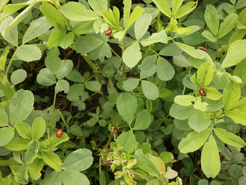 Lucerkina buba – Phytodecta fornicata