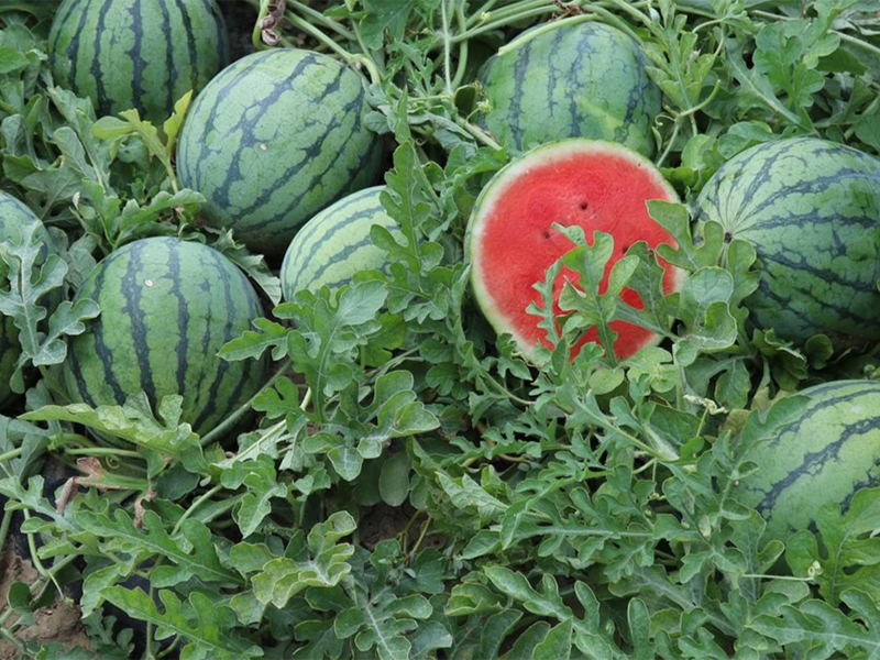 Lubenica Pepita F1 - mini | AgroTopVSG