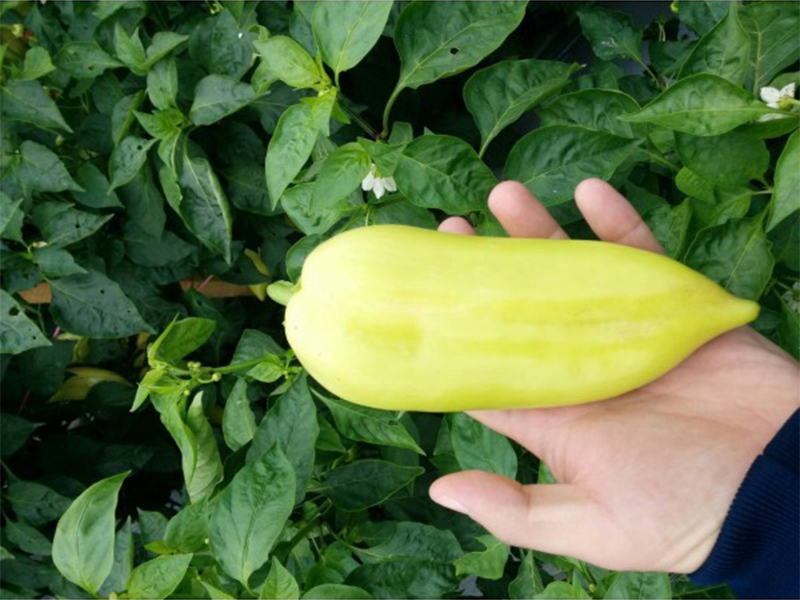Paprika Ordesa F1 - slatki rog