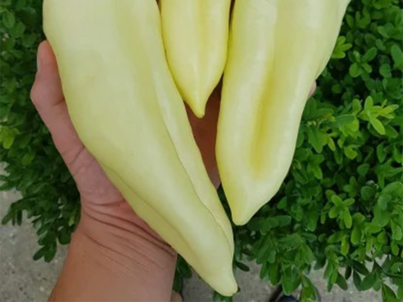 Paprika Claudius F1
