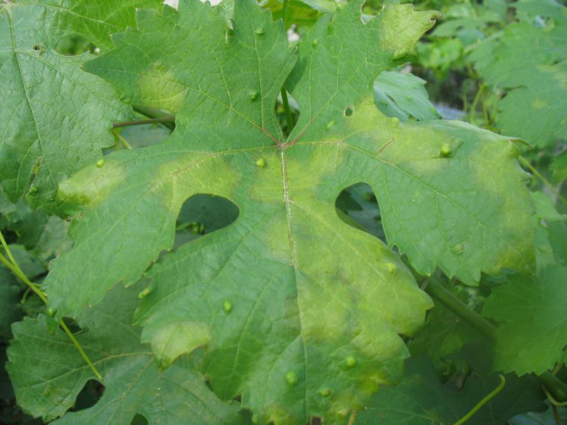Plamenjaca vinove loze – Plasmopara viticola