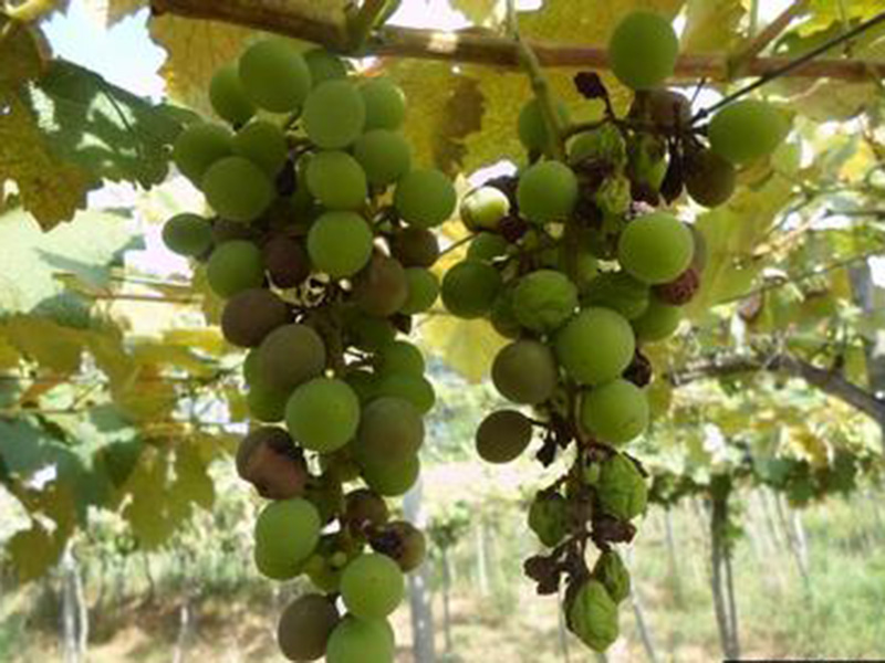 Plamenjaca vinove loze – Plasmopara viticola