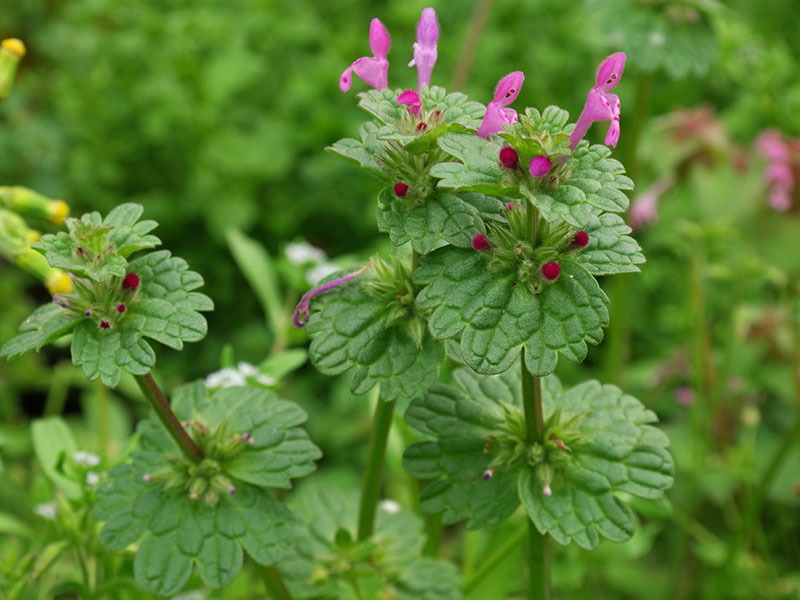 Njivska mrtva kopriva – Lamium amplexicaule u ratarstvu