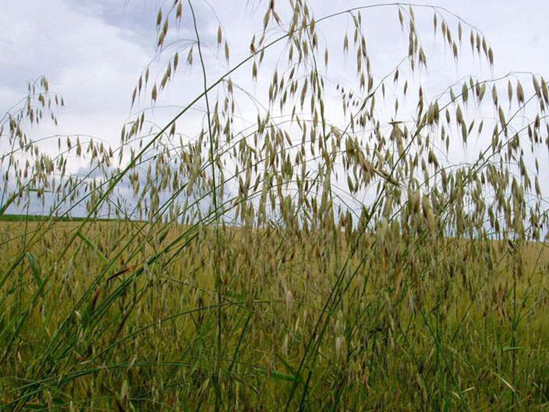 Divlji ovas – Avena fatua u povrtarstvu