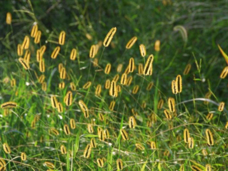 Sivi muhar – Setaria glauca u voćarstvu