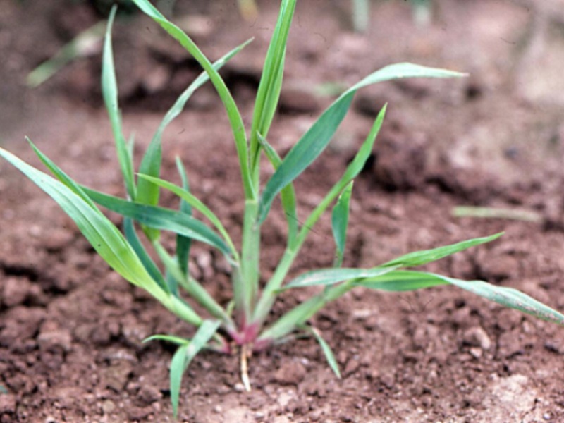 Sivi muhar – Setaria glauca u voćarstvu